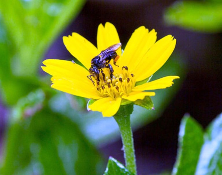 Madu Bina Apiari | PERINTIS PERLEBAHAN DI INDONESIA