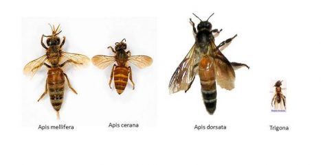 Madu Bina Apiari | PERINTIS PERLEBAHAN DI INDONESIA